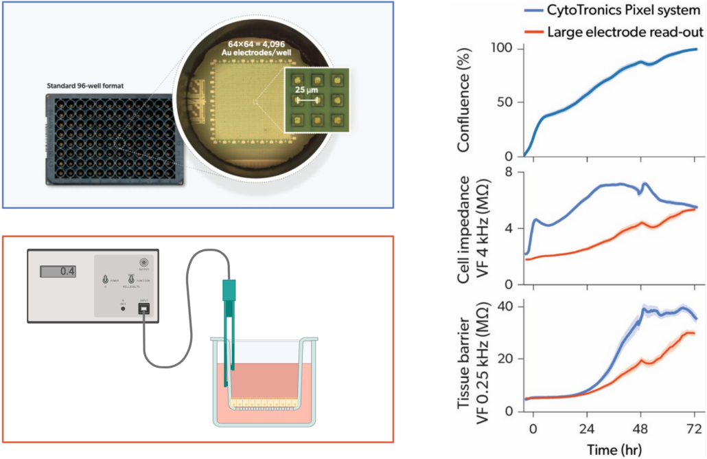 Modeling the blood-brain barrier: Tools, challenges, & solutions - CytoTronics