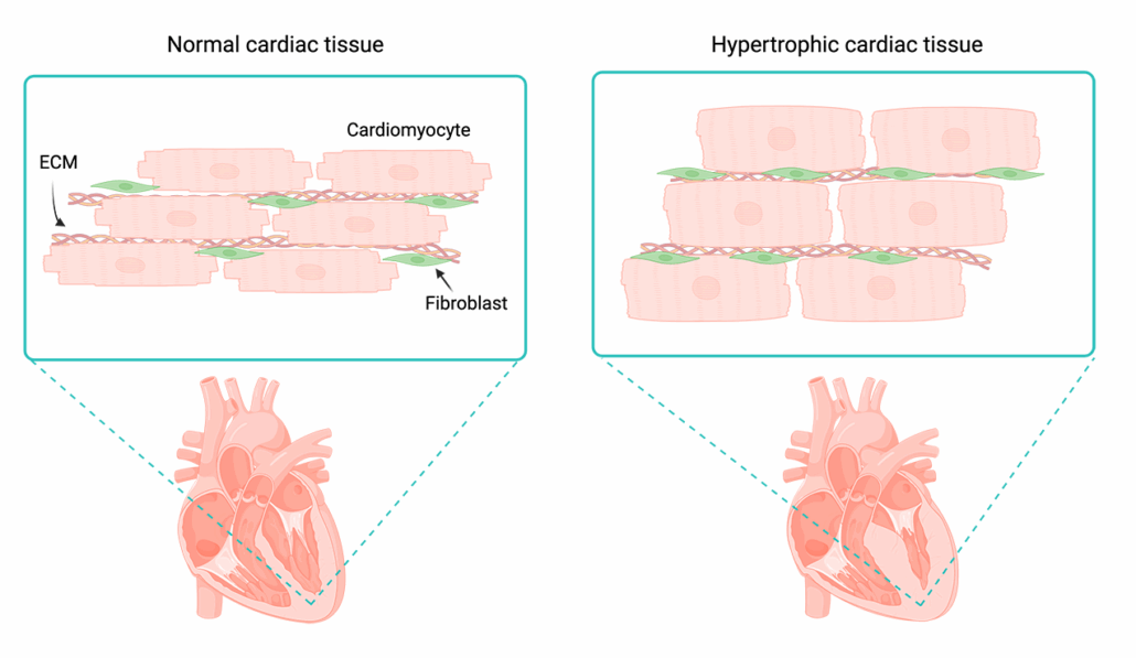 Cardiac function and structure: Insights for disease models and drug ...