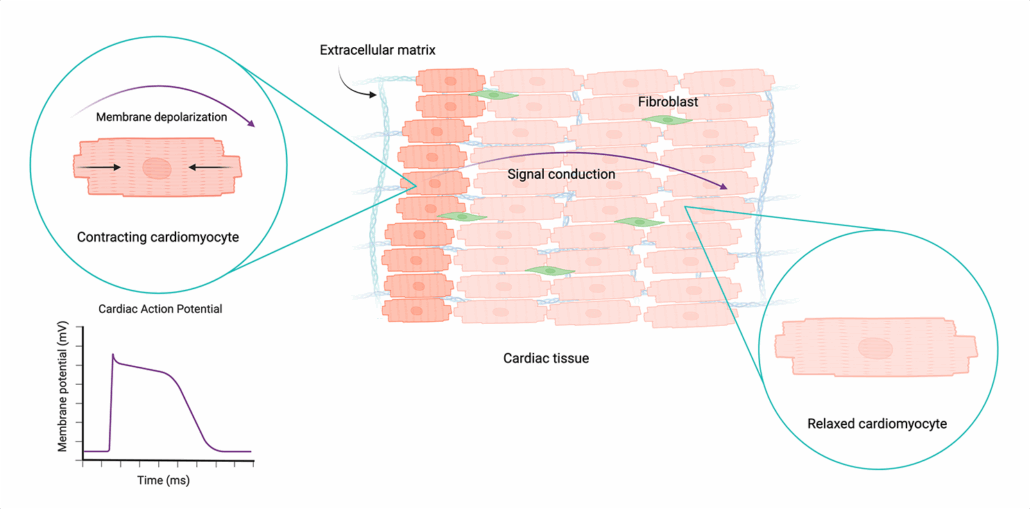 Cardiac function and structure: Insights for disease models and drug discovery - CytoTronics